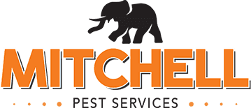 Ant Control in Arlington, VA | Mitchell Pest Services